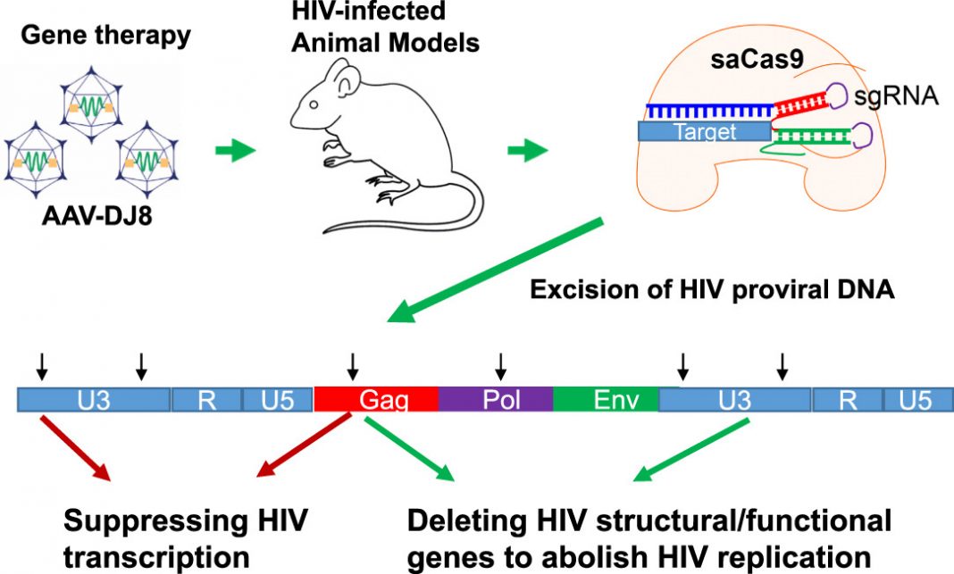 A CRISPR/Cas9 study just edited out HIV in mice - Fanvive